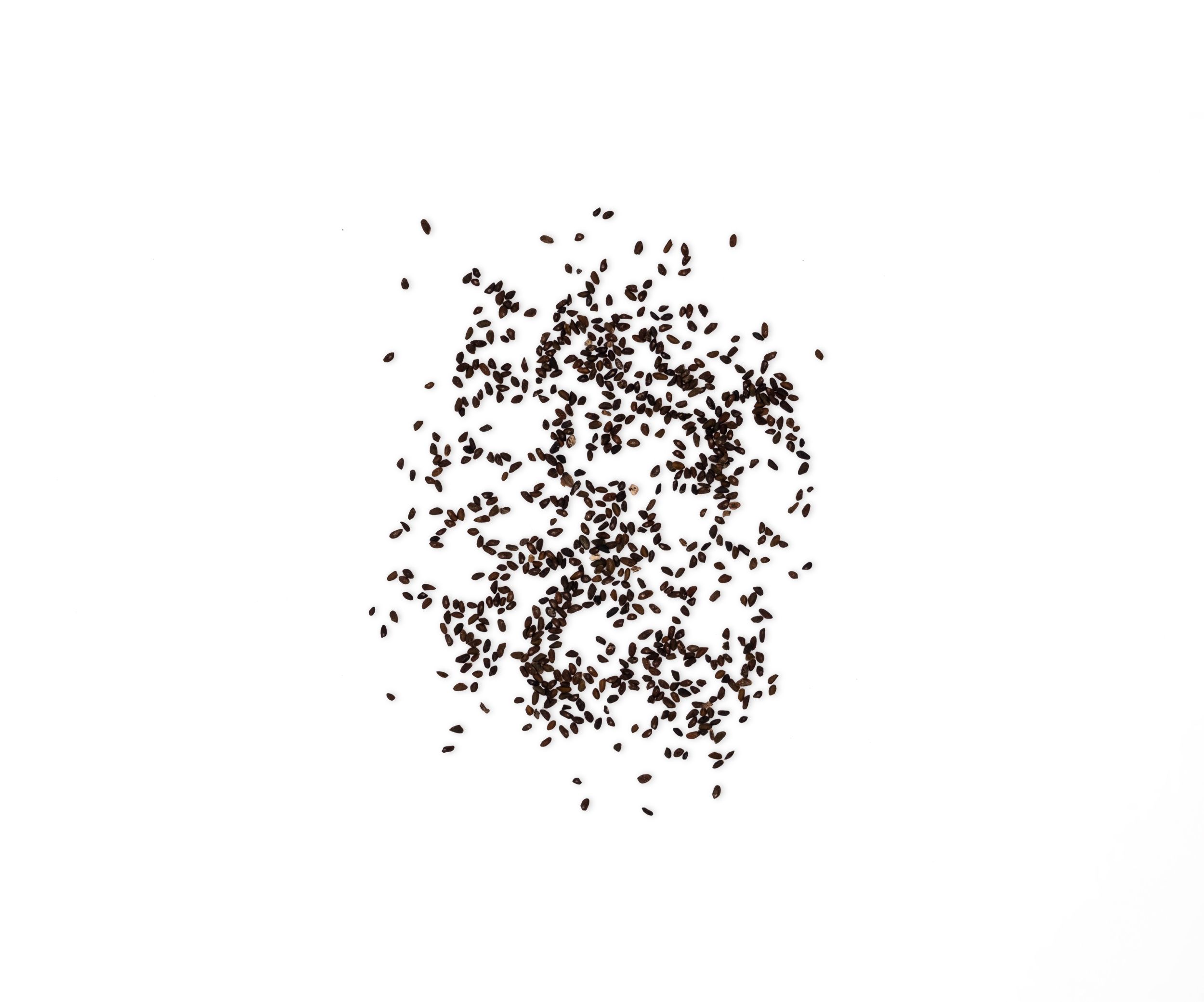 Plantago asiatica – Semen Plantaginis – CHE QIAN ZI