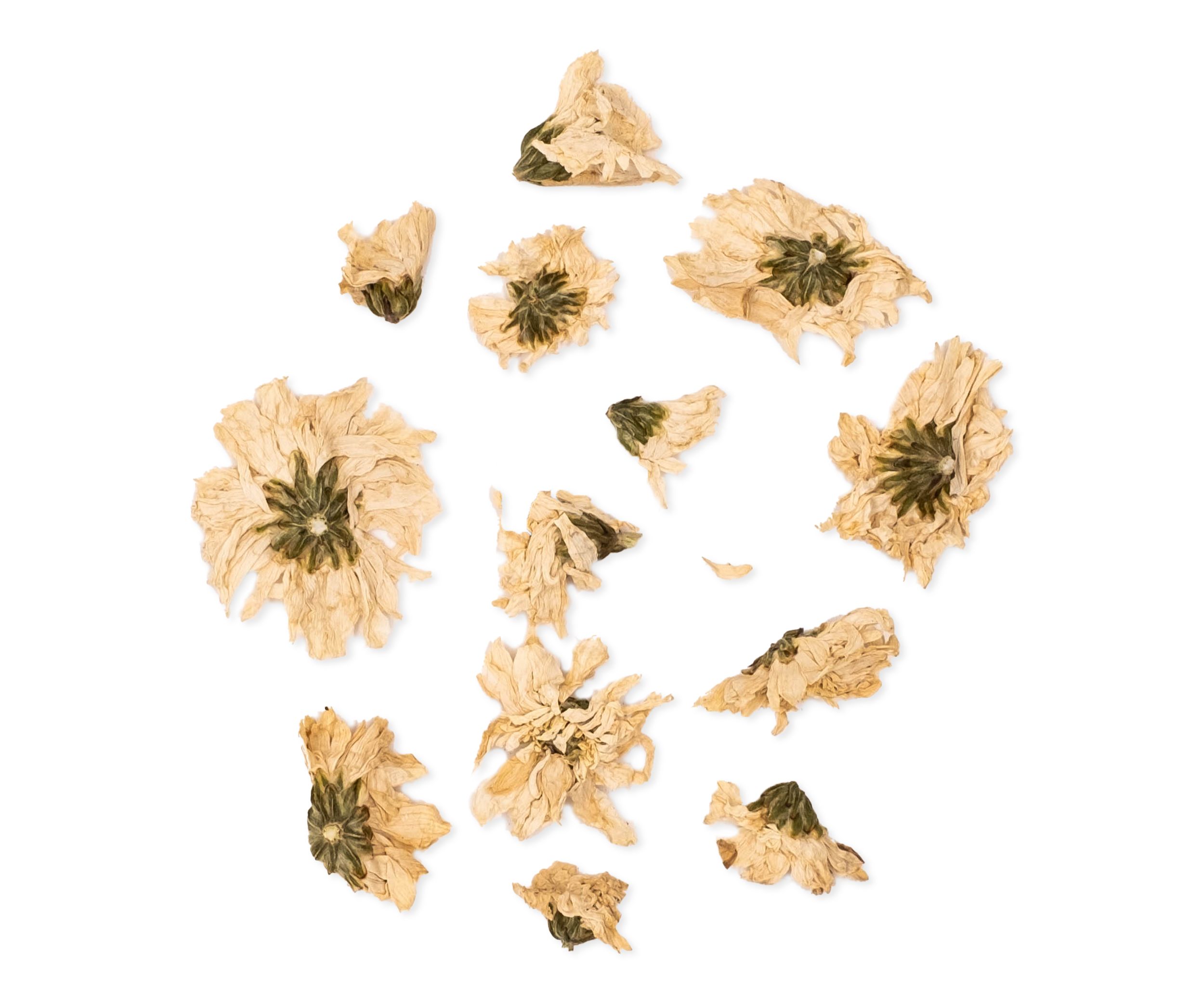 Chrysanthemum morifolium – Flos Chrysanthemi – JU HUA